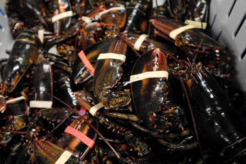 Love our Lobster returns with new twist – Lobster Council of Canada